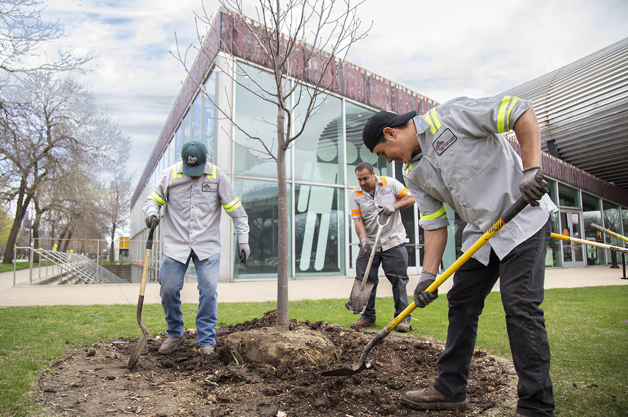 Illinois Tech Celebrates Arbor Day with Massive Campus-Wide Tree ...