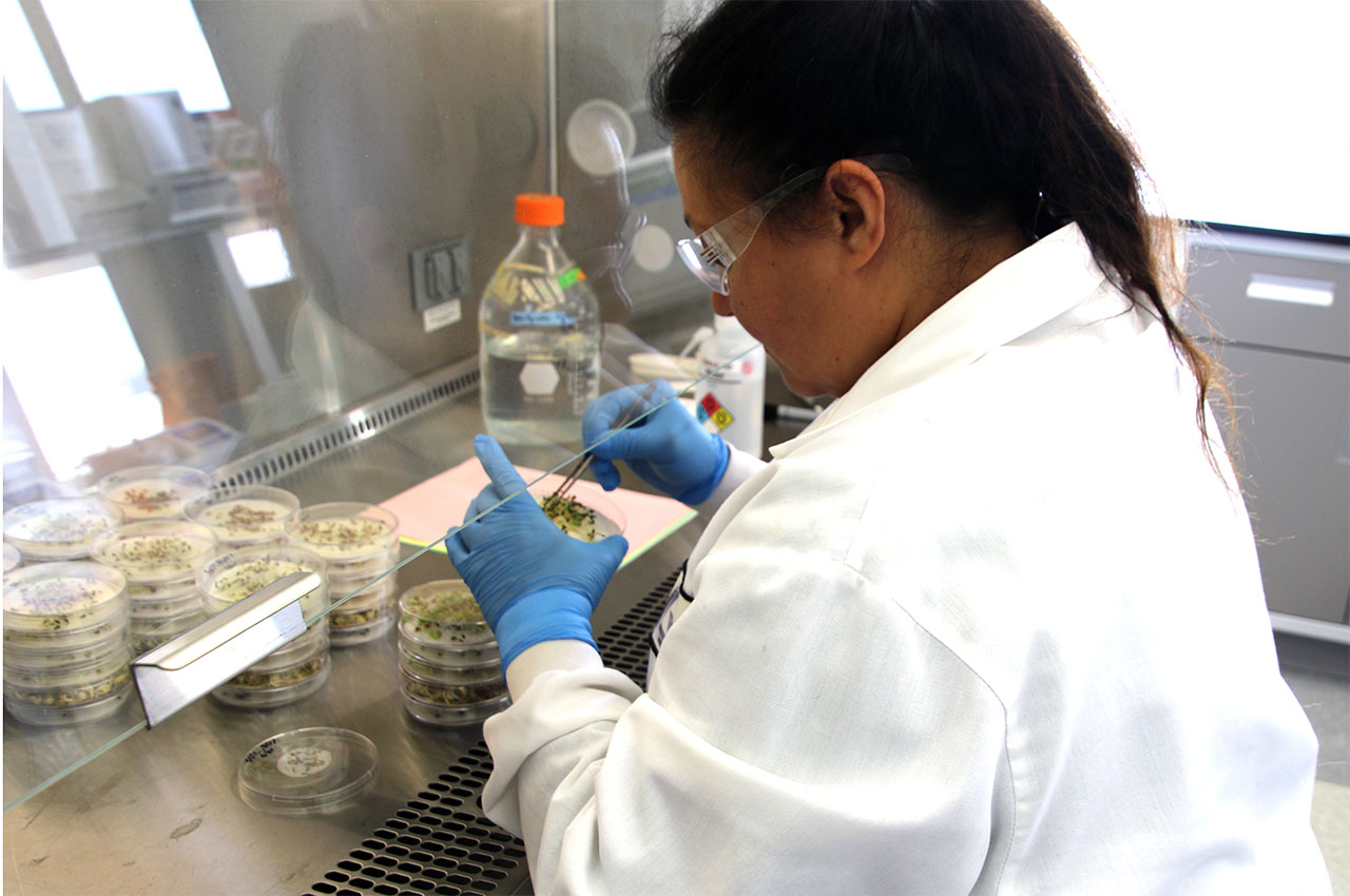 Sprout Safety Alliance Helping to Ensure Safer Production of Sprouts ...