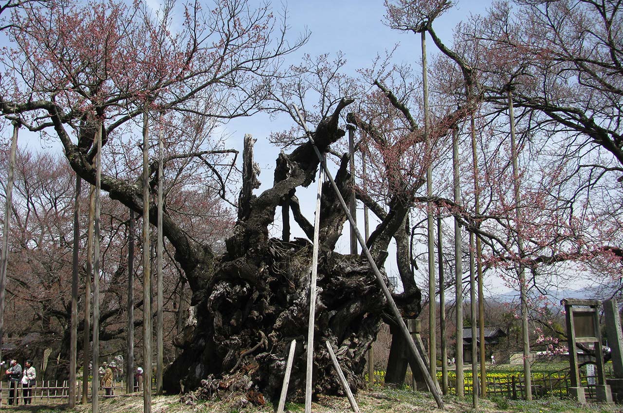 Illinois Tech Professor to Lead Restoration of Cherry Trees at National ...