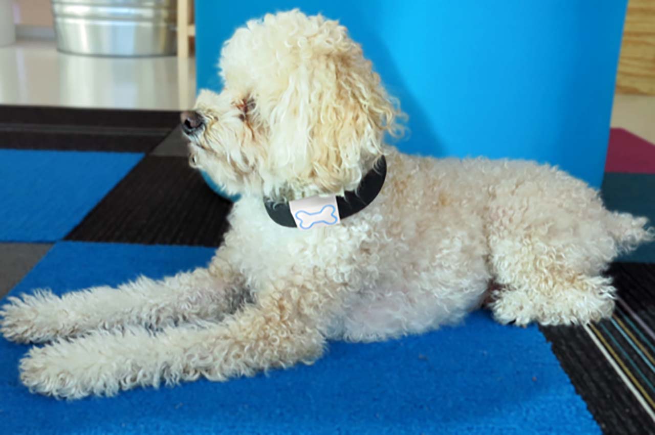 ID Students Design Device to Help Owners Better Understand Their Dogs ...