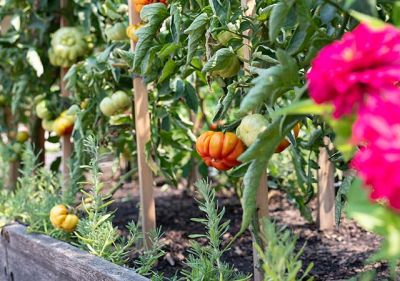 University’s UFarm Grows with Help from Architecture Students ...